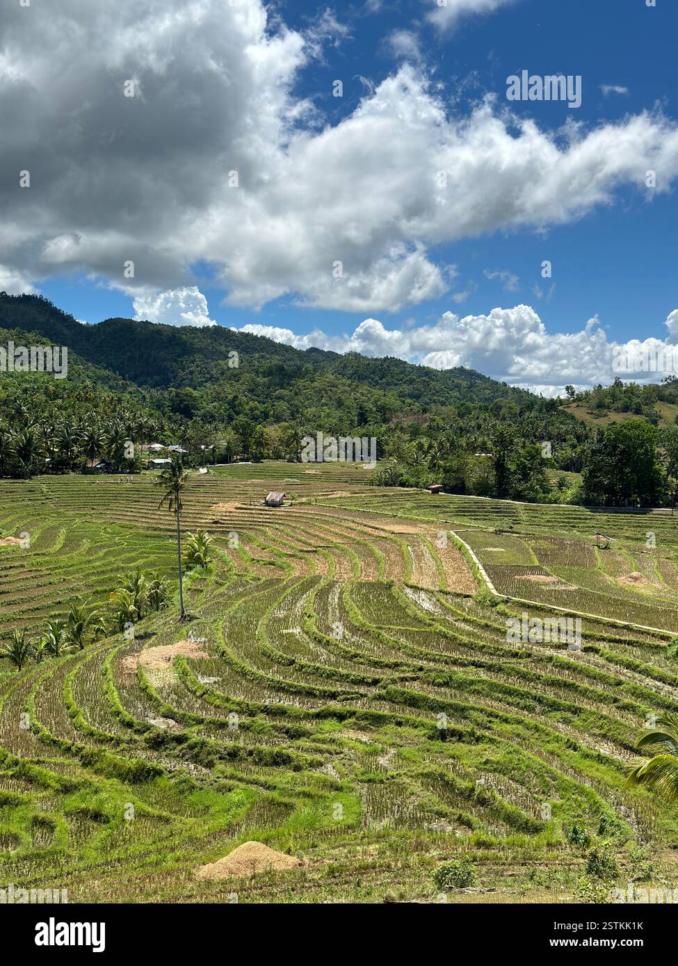 Lush Cadapdapan Rice Terraces in Bohol, Philippines – A Green Paradise ...