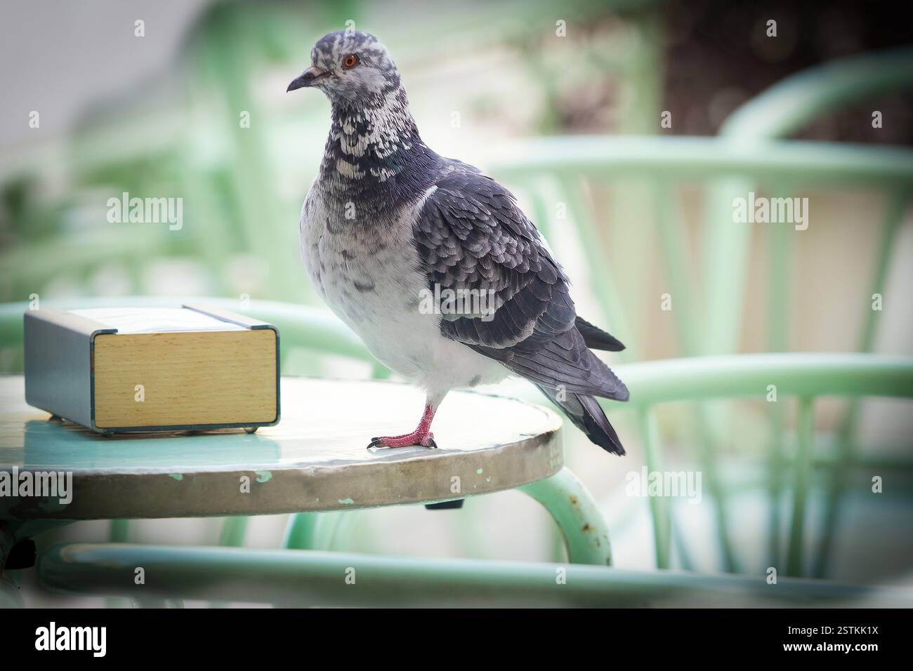 City pigeon with green ambient light on the terrace of the Moretti café ...