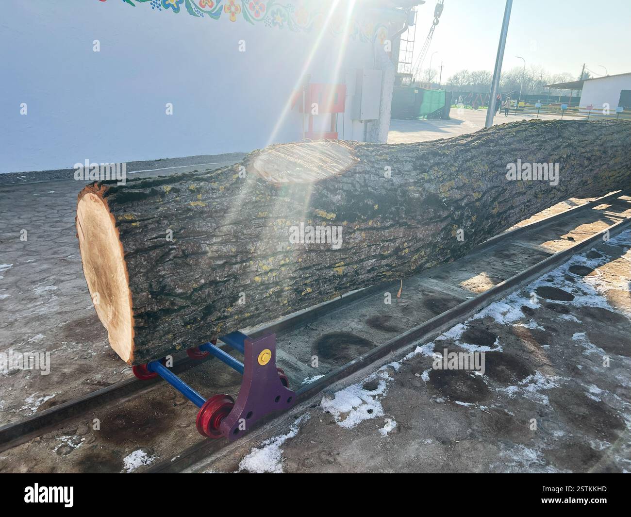 Thick wooden tree trunk placed on rollers outdoors with sunlight from ...