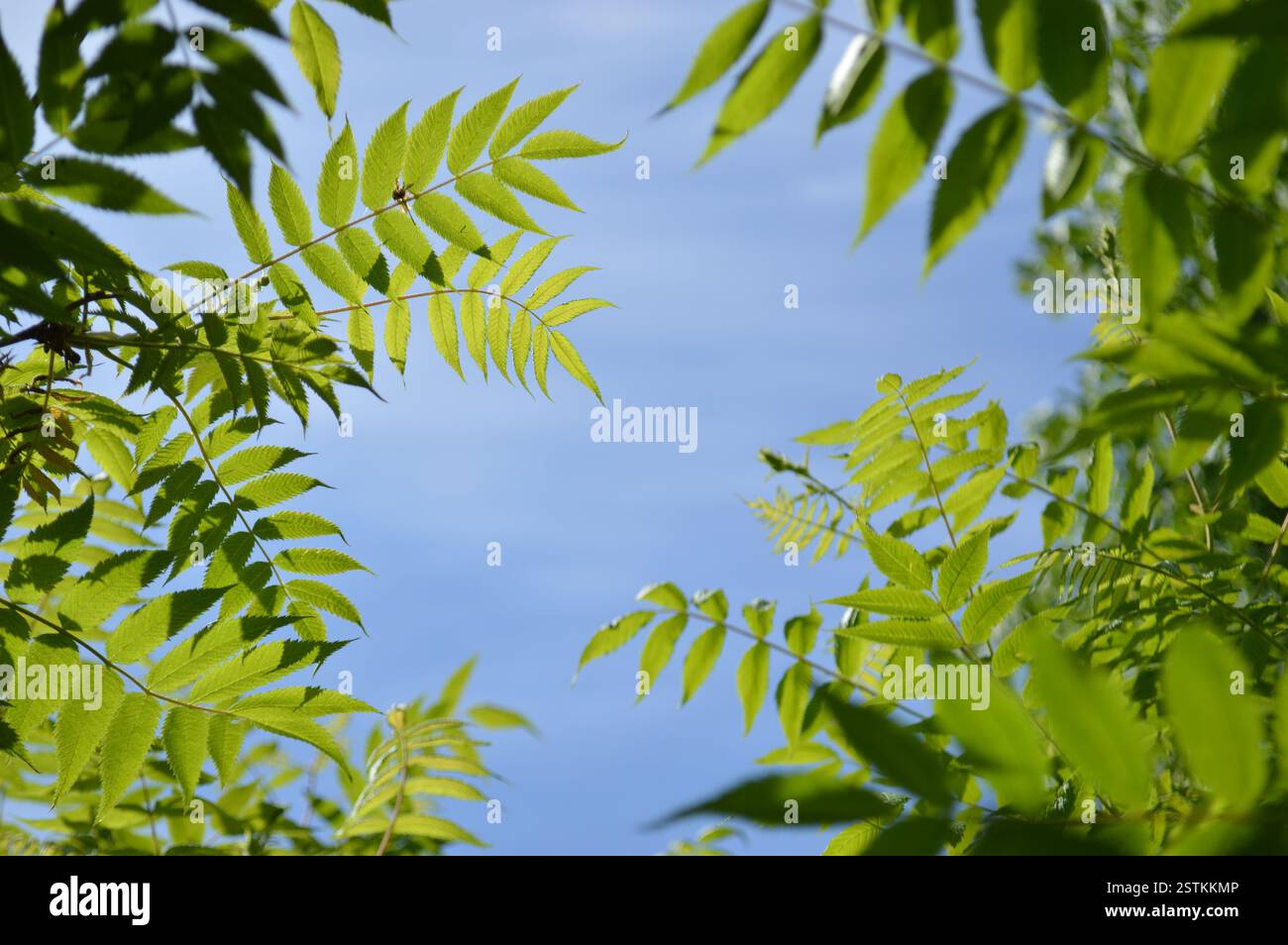 Bright green leaves with a sky-blue background create a fresh, summery ...