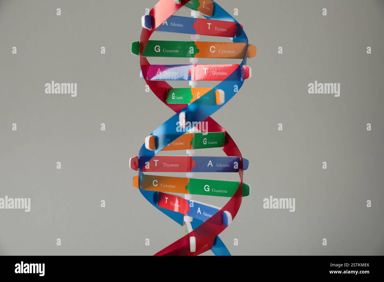 One DNA structure model on grey background Stock Photo - Alamy