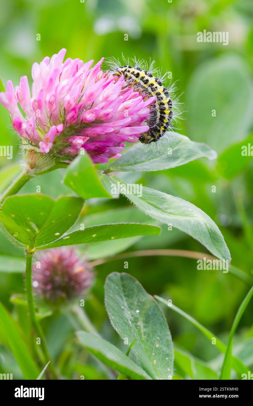 5-spot Burnet Caterpillar Stock Photo - Alamy