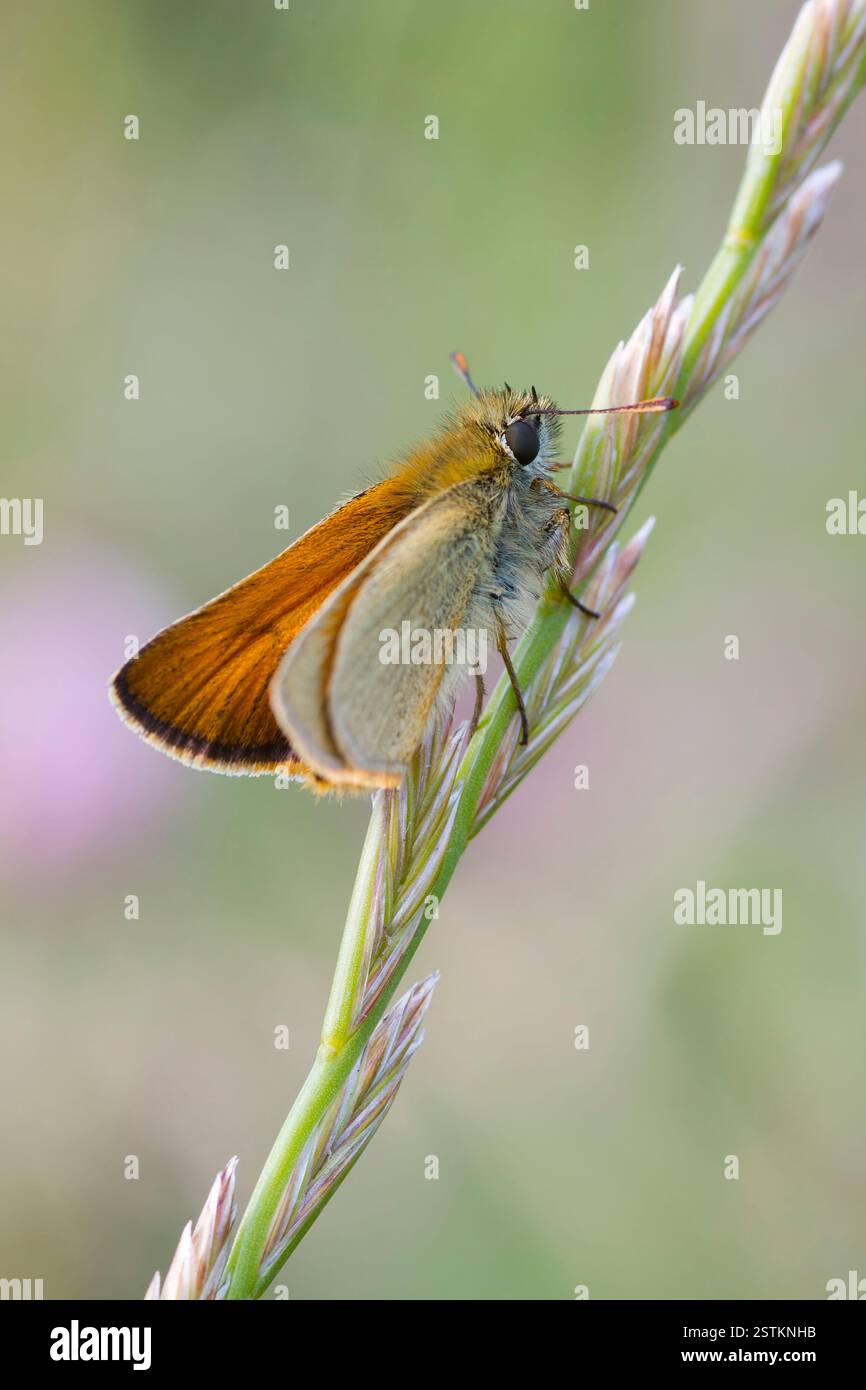 Small Skipper (Thymelicus sylvestris Stock Photo - Alamy