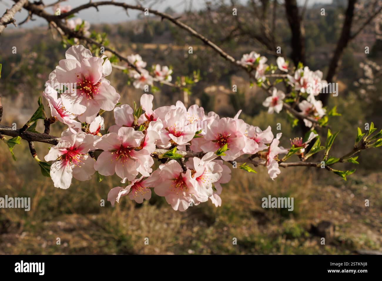Almond tree branch with cluster of flowers bathed in sunlight, Alcoy ...