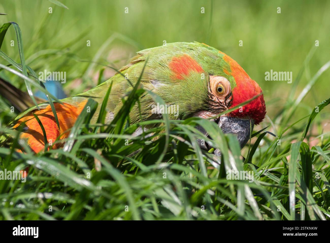 Macaw wings endangered species hi-res stock photography and images - Alamy