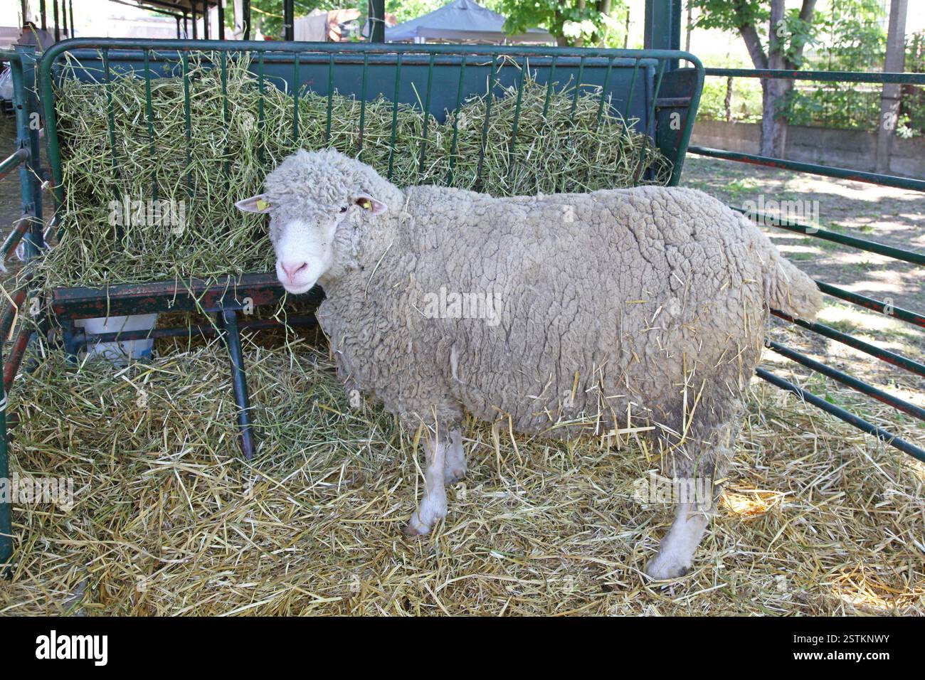 One Big Sheep in Pen at Animal Farm Stock Photo - Alamy