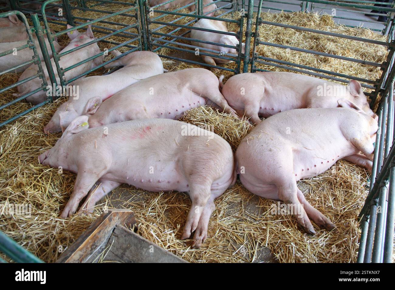 Dead pigs in parlor at farm hi-res stock photography and images - Alamy