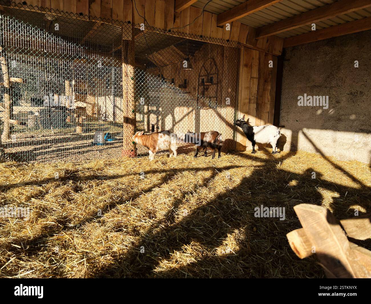 Several goats in a barnyard enclosure during sunny daylight, surrounded ...