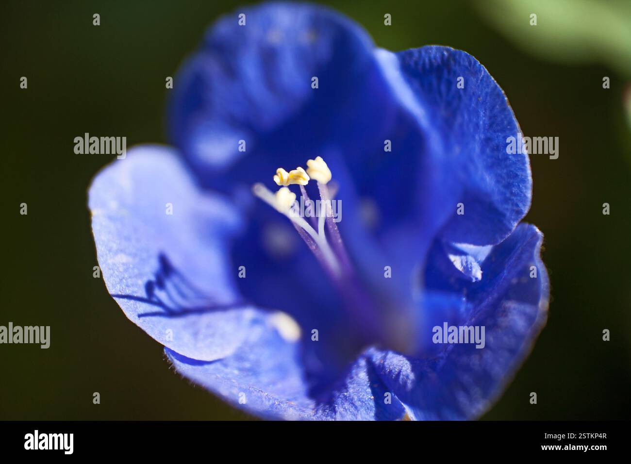 Desert bluebell Phacelia campanularia flower 6672 Stock Photo - Alamy