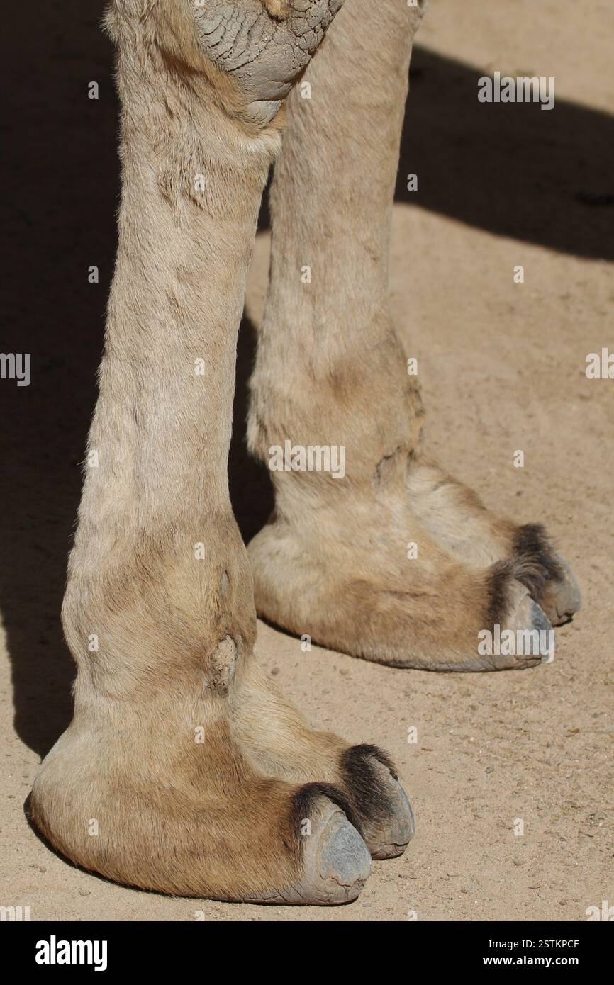 Camel toe hi-res stock photography and images - Alamy