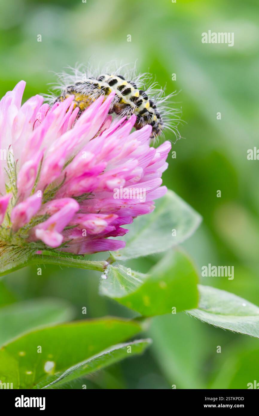 5-spot Burnet Caterpillar Stock Photo - Alamy