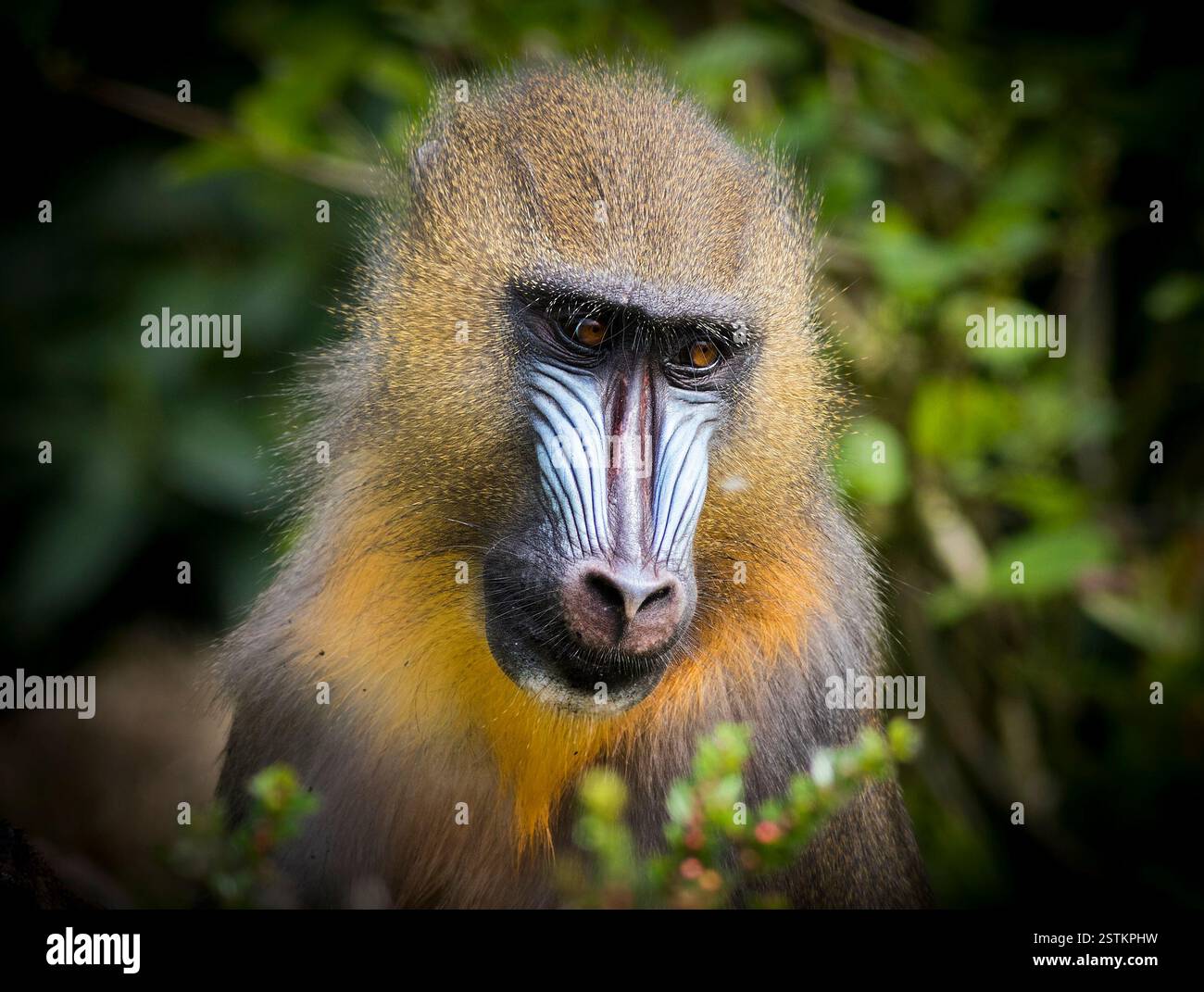 Mandrill (Mandrillus sphinx Stock Photo - Alamy
