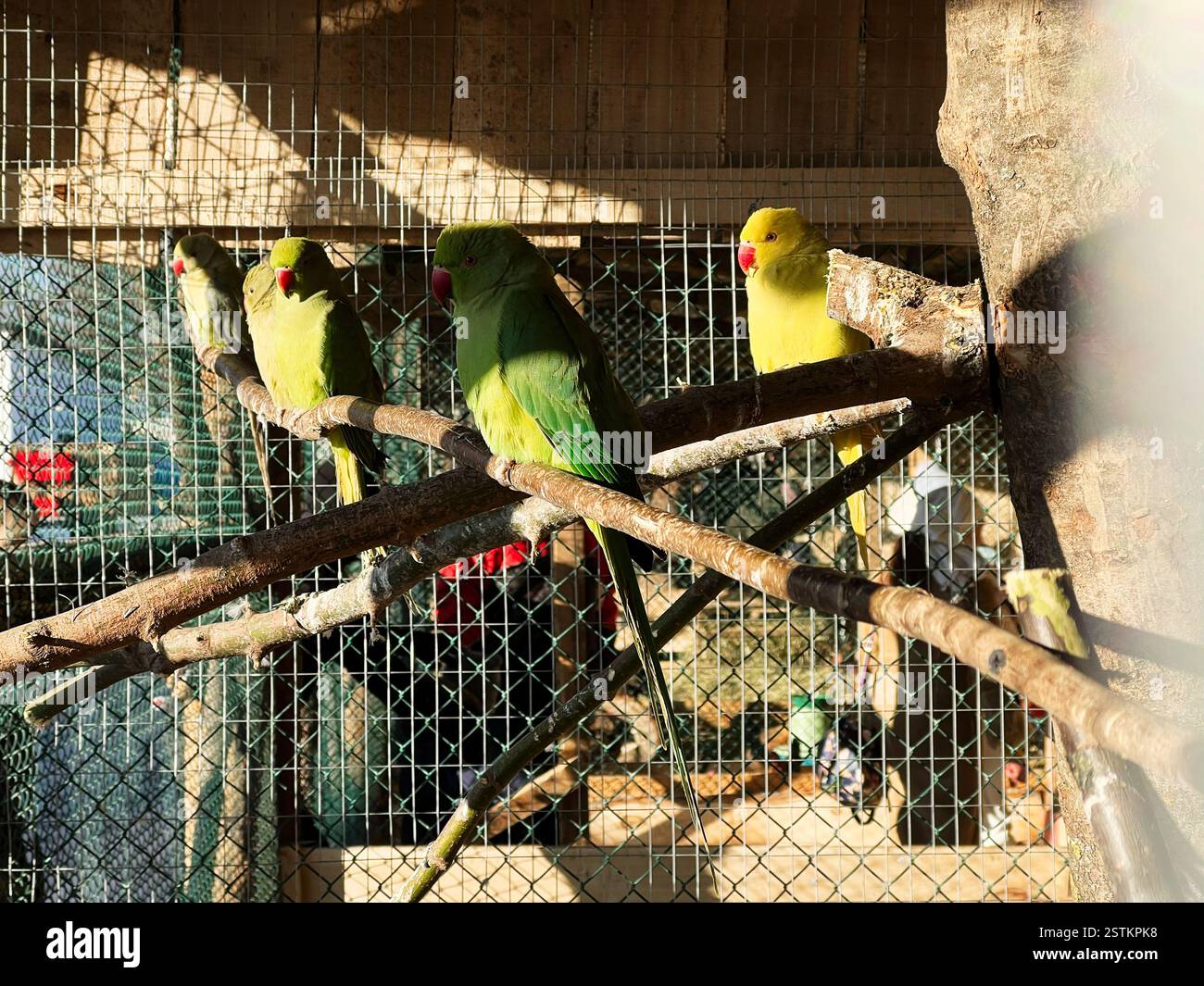 Green and yellow parrots resting on branches inside a sunny aviary ...