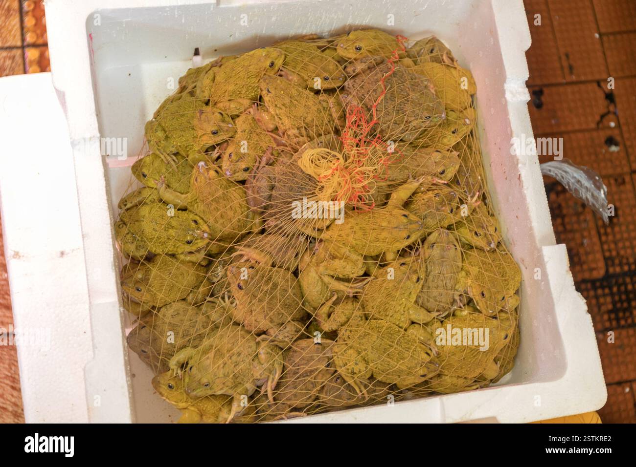 Frog box hi-res stock photography and images - Alamy