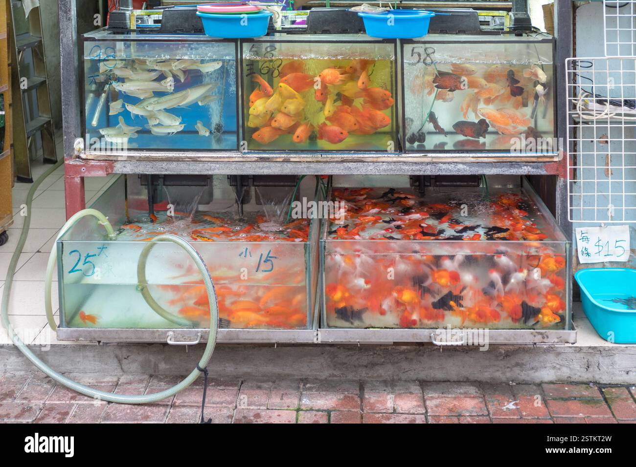 Aquarium shop in street market hi-res stock photography and images - Alamy