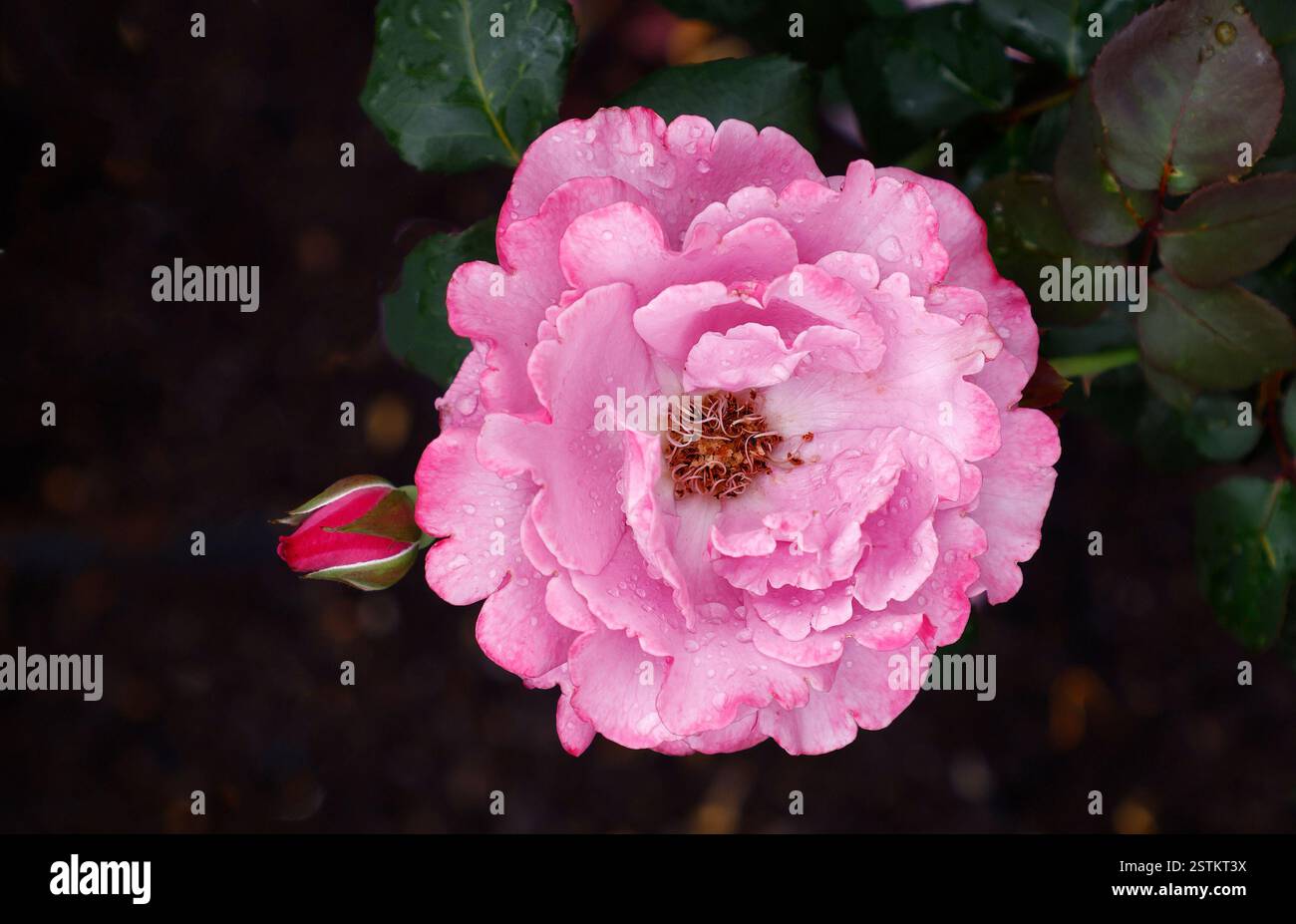 Closeup of the white pink flower of the floribunda garden rose rosa ...