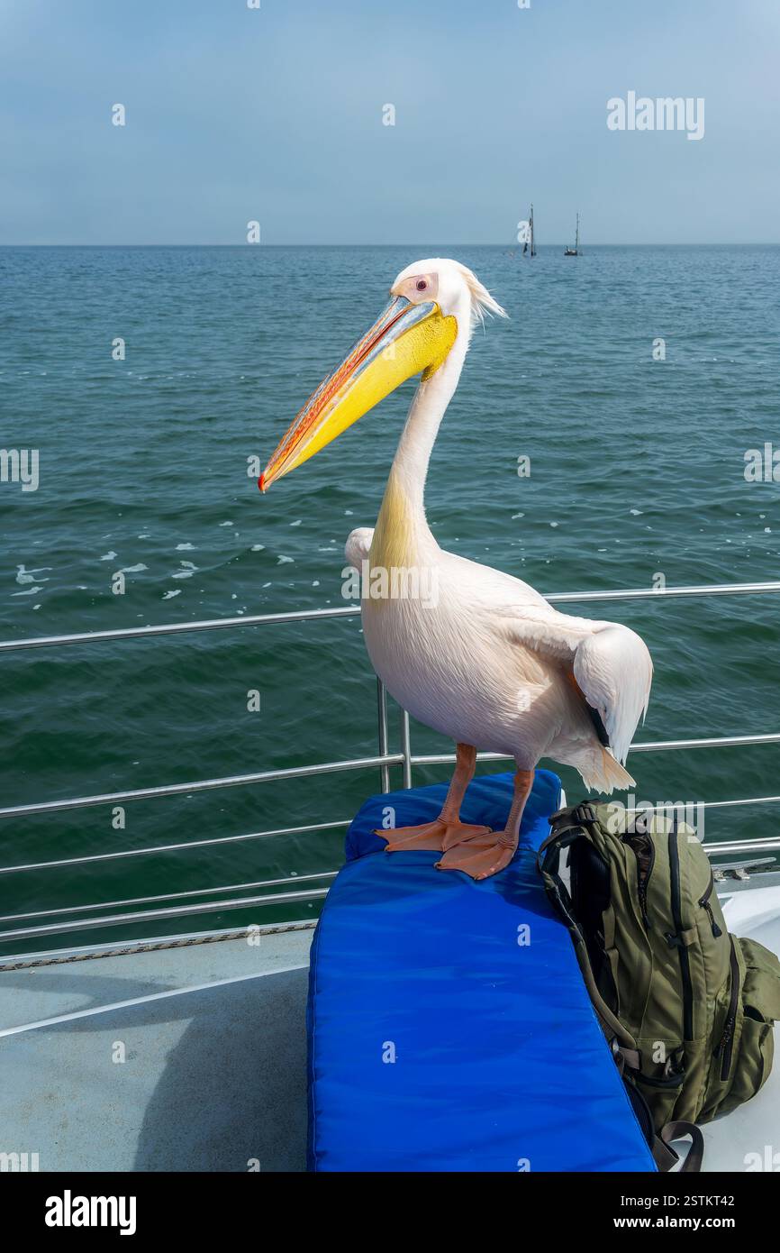 Pelican on the deck of a tourist cruise tour boat in Walvis Bay ...