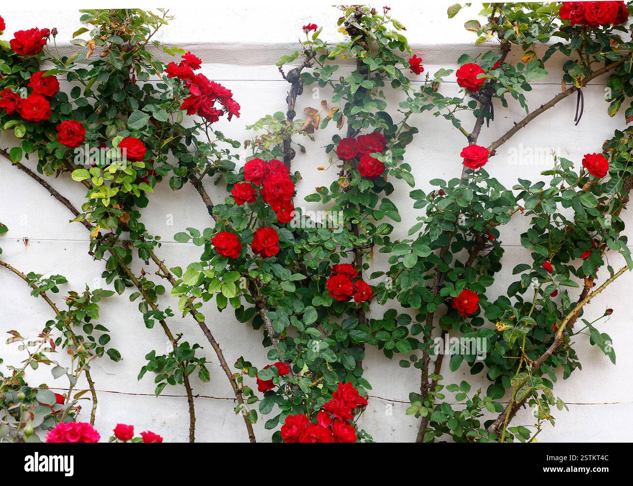Closeup of the red flower of the summer flowering garden rose rosa lili ...