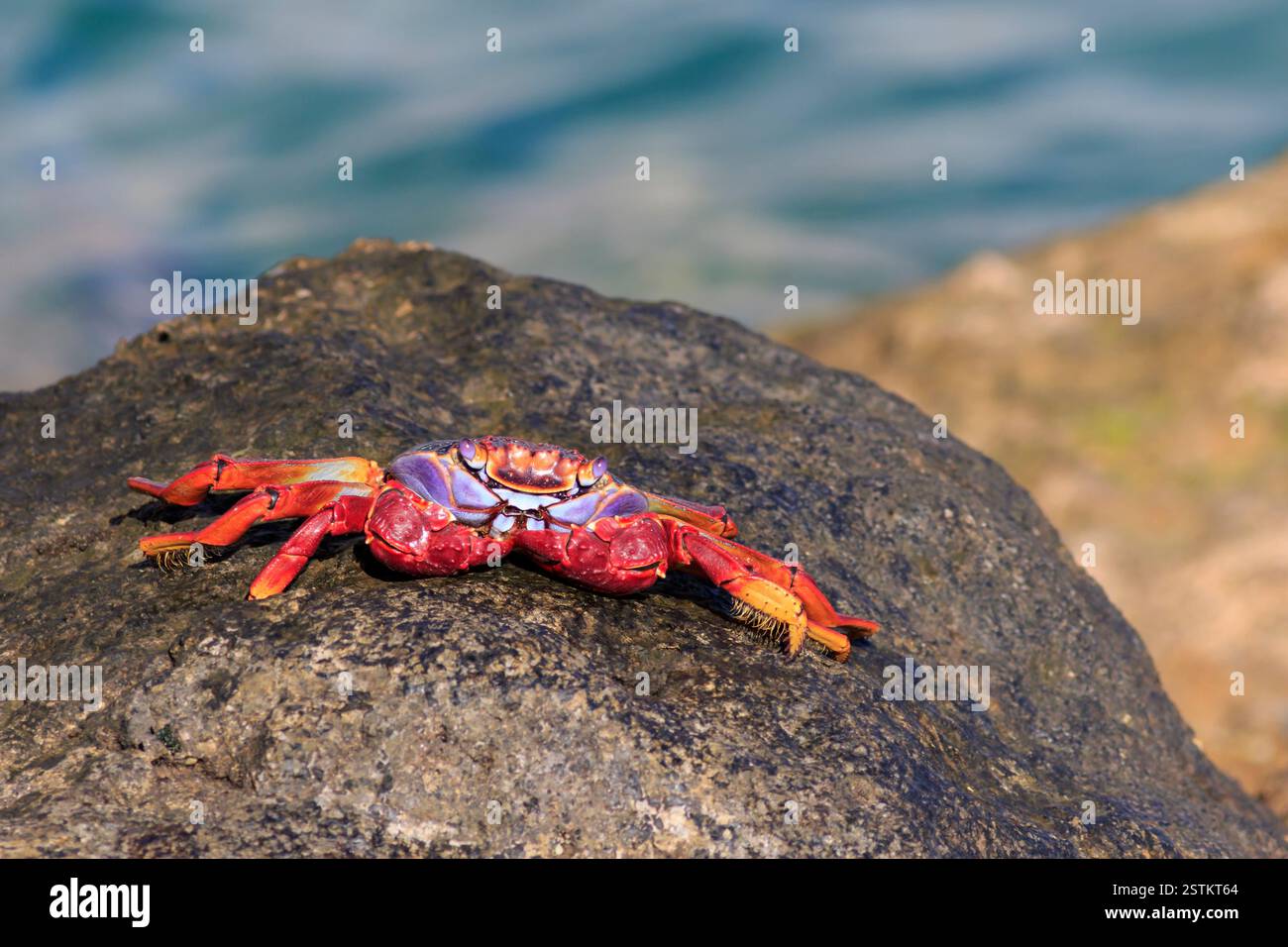 Red Sally Lightfoot crab Stock Photo - Alamy