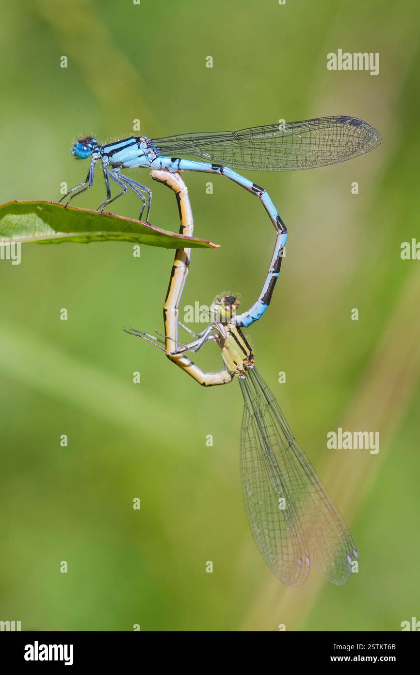 Blue Damselfly mating Stock Photo - Alamy