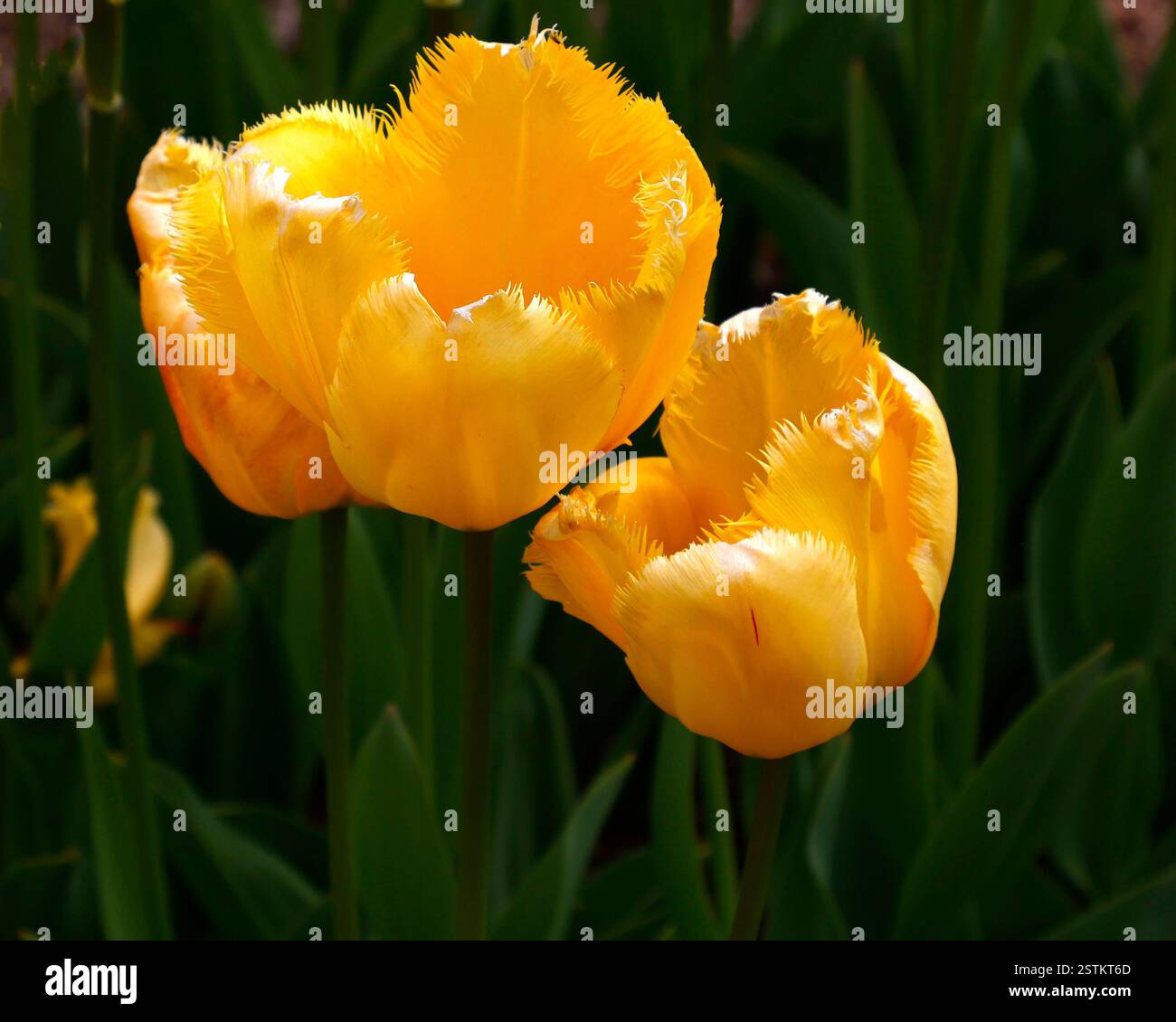 Closeup of the yellow flower of the fringed garden tulip tulipa crystal ...