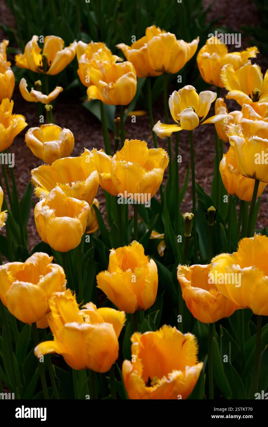 Closeup of the yellow flower of the fringed garden tulip tulipa crystal ...