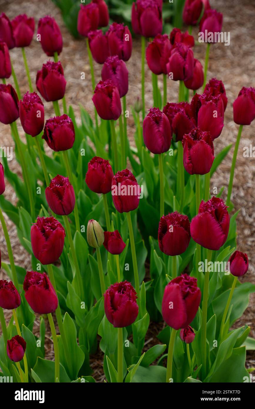 Closeup of the red purple flower of the fringed garden tulip tulipa ...