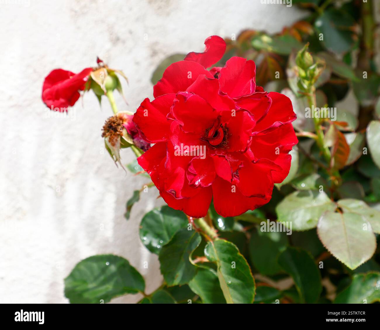 Closeup of the red flower of the summer flowering garden rose rosa lili ...