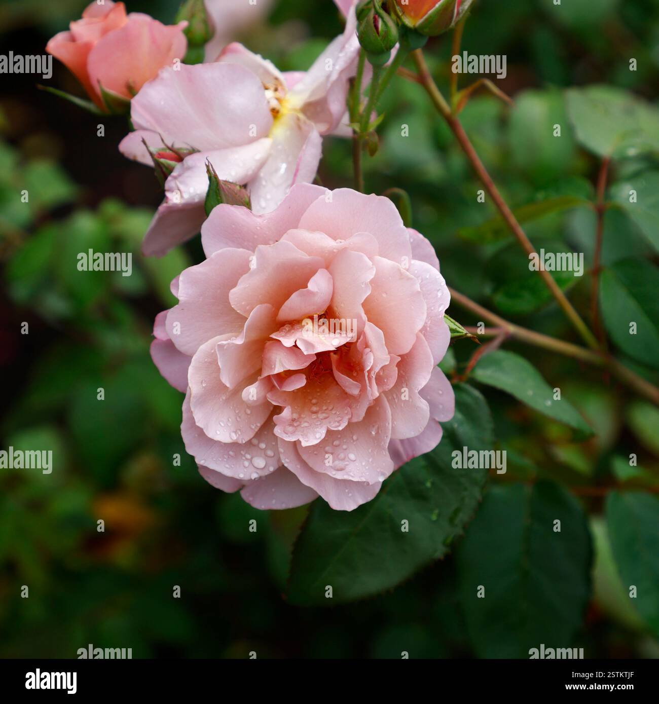 Closeup of the smokey salmon mauve flower of the summer flowering ...