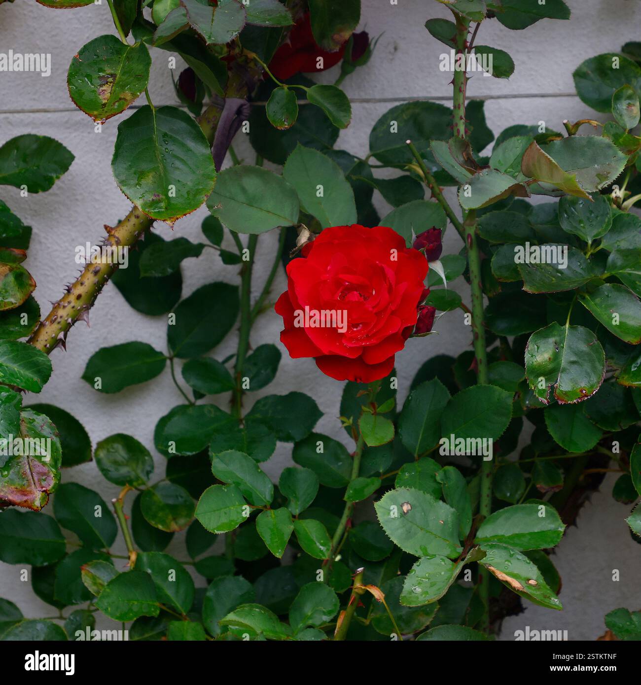 Closeup of the red flower of the summer flowering garden rose rosa lili ...