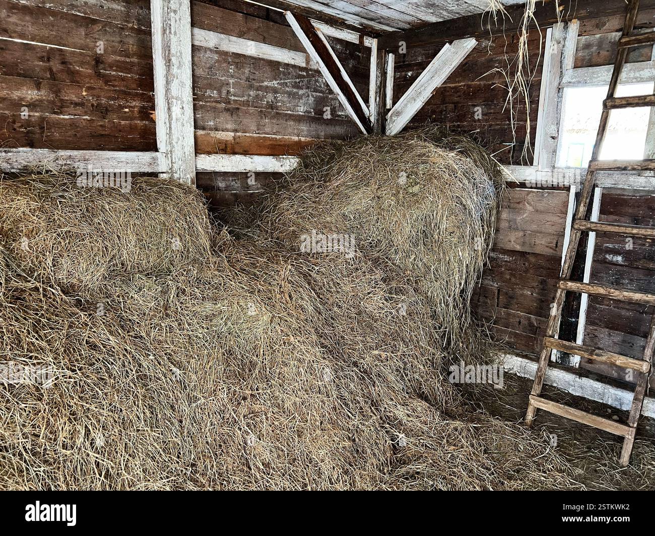 Old wooden barn with stacks of hay, ladders, and natural light coming ...