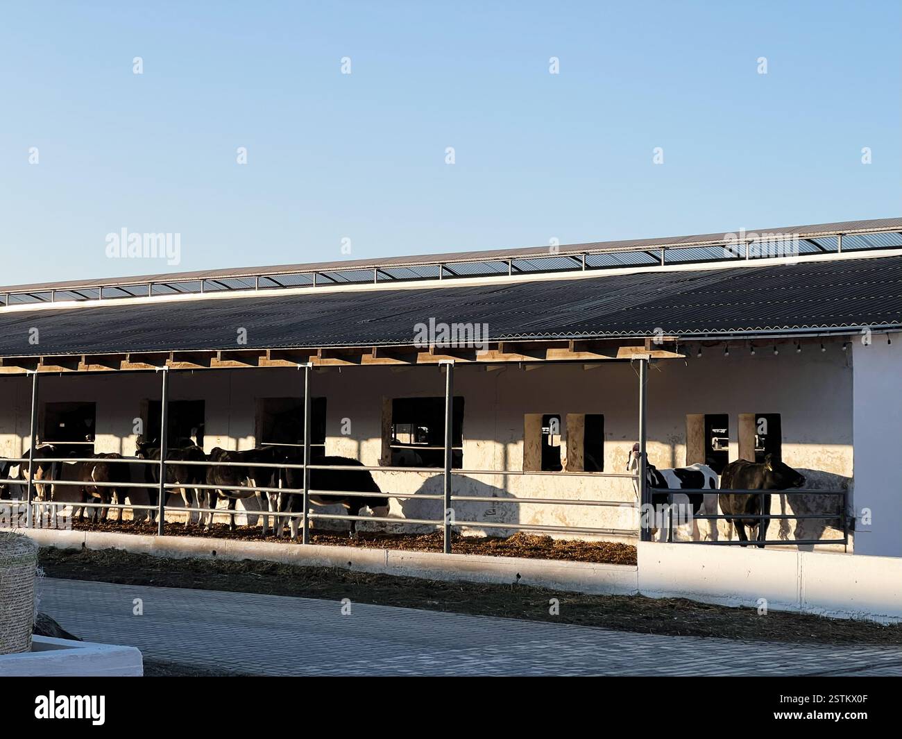 A clean and modern barn housing cows, showcasing agriculture and ...