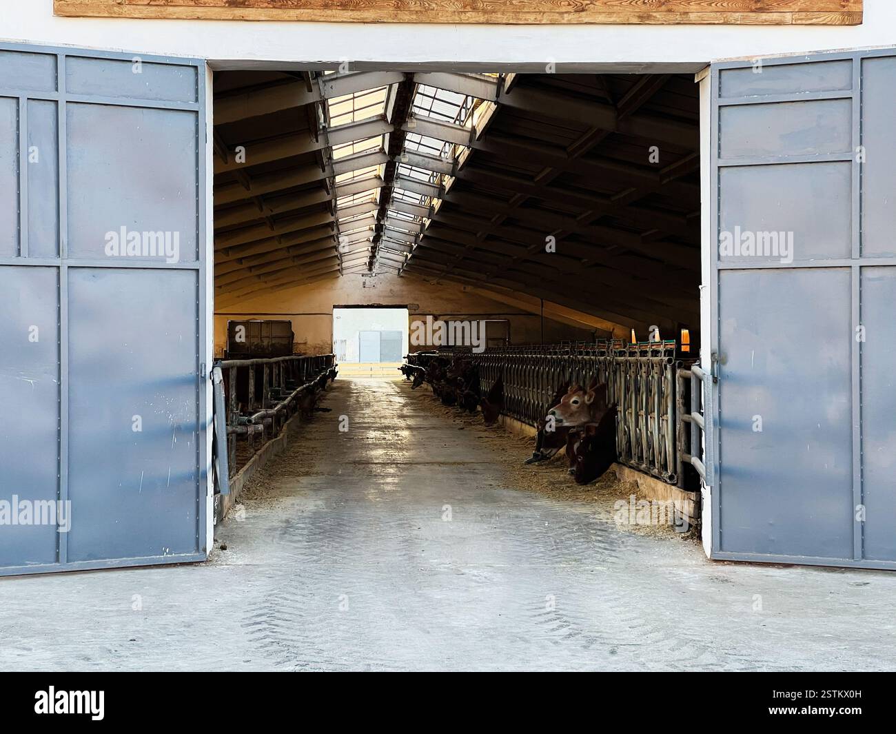 A spacious barn interior featuring feeding cows aligned in modern ...
