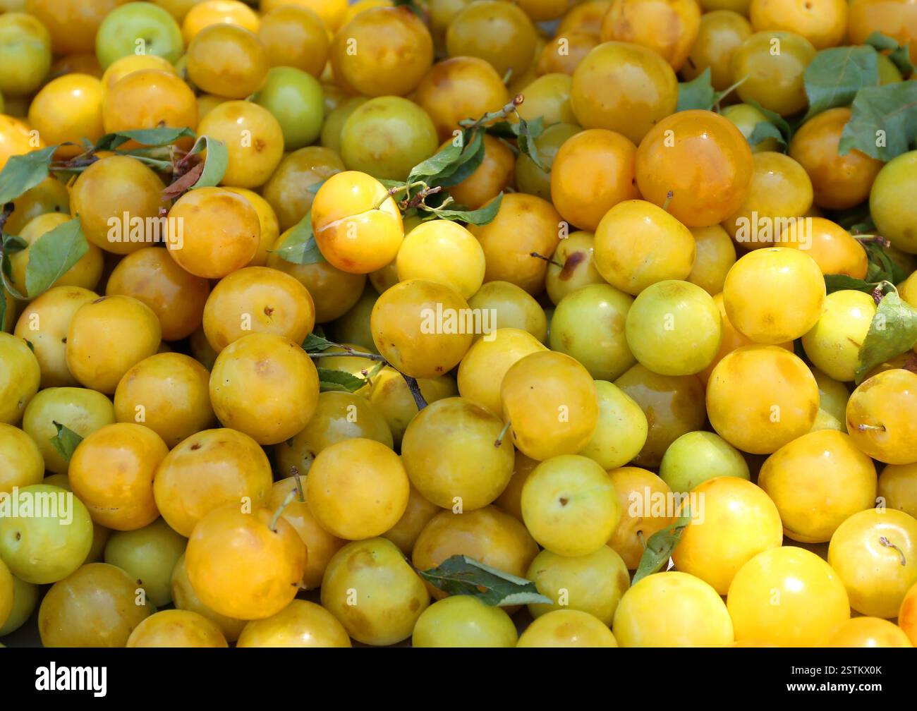 Pile of Yellow Sweet Plums for Sale at Ovakent Village Farmers Market ...