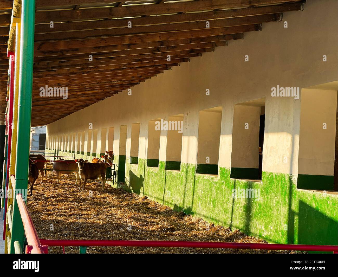 A sunny view inside a cow barn featuring animals and rural agricultural ...
