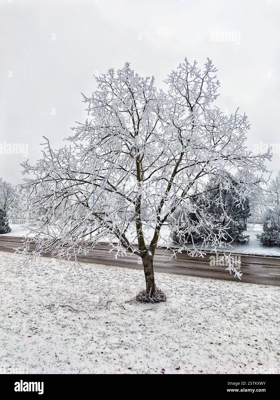 Snow-covered tree by the roadside in winter. Tranquil scene, winter ...