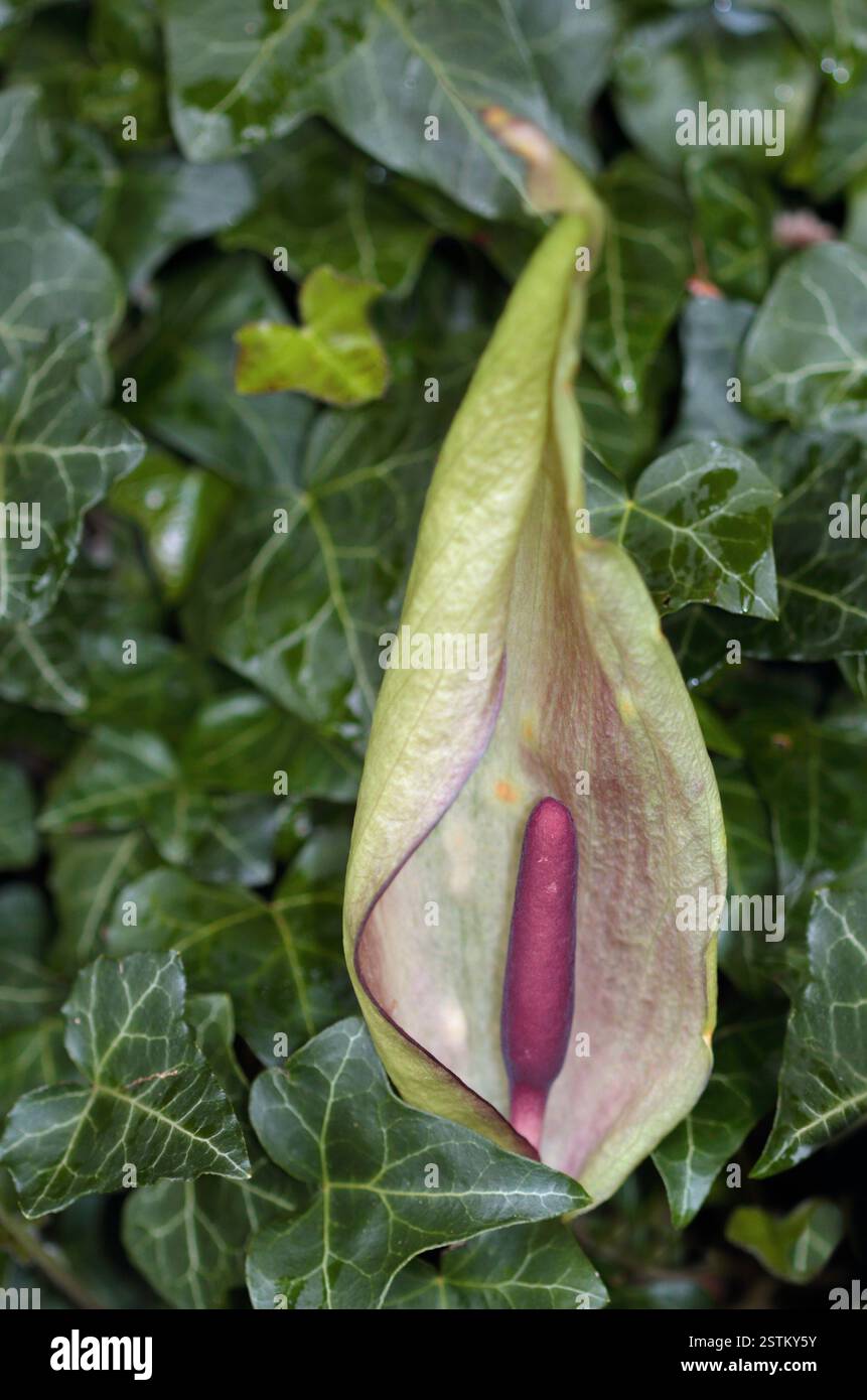 Wild Arum Maculatum (Lords and Ladies), UK Stock Photo - Alamy