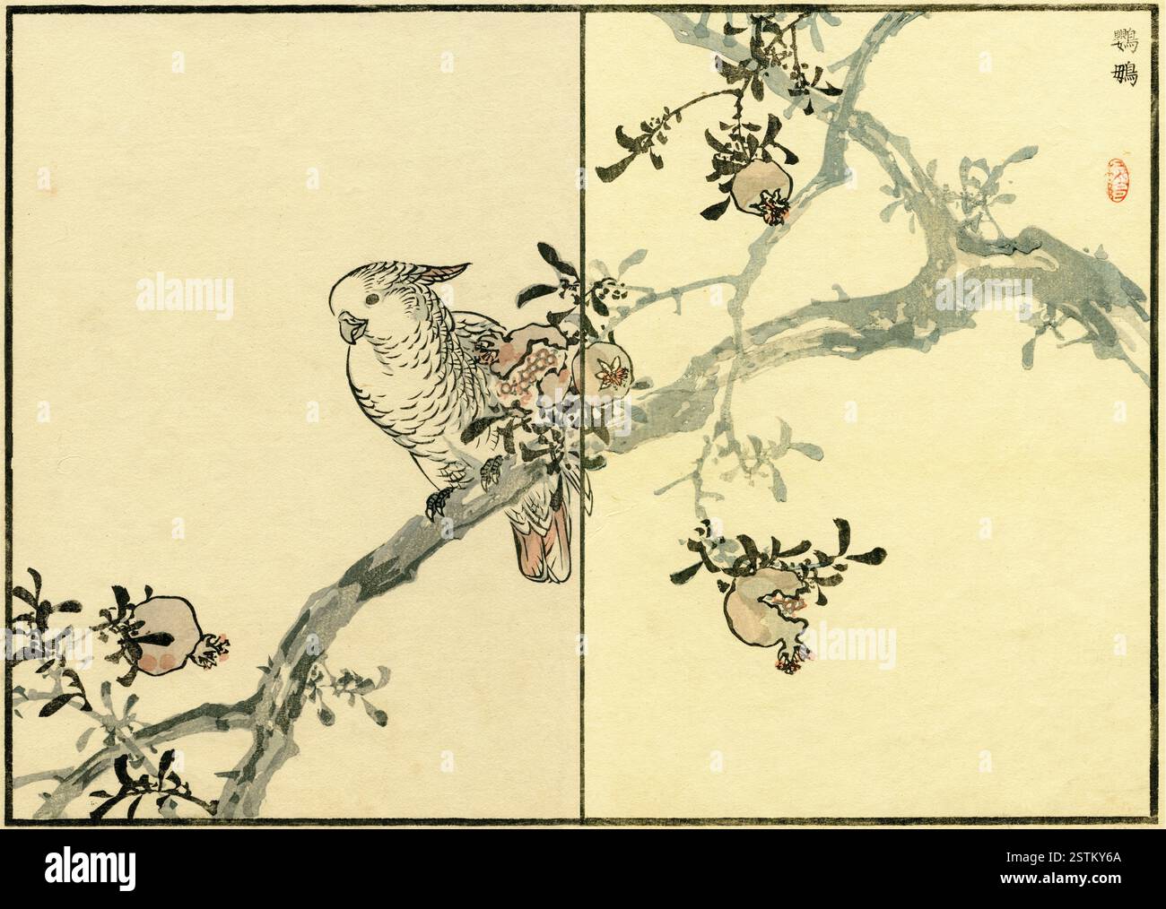 Sulphur-crested Cockatoo and Pomegranate tree ( Cacatua galerita ...