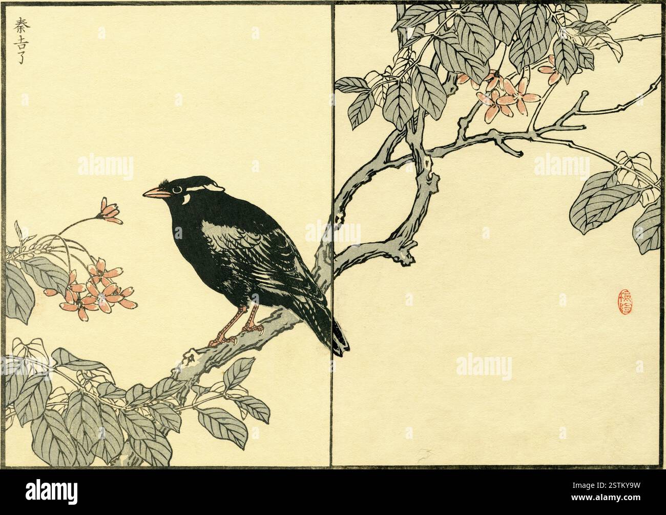 Common Hill Myna and Locust tree & Sophora Flower ( Gracula religiosa ...