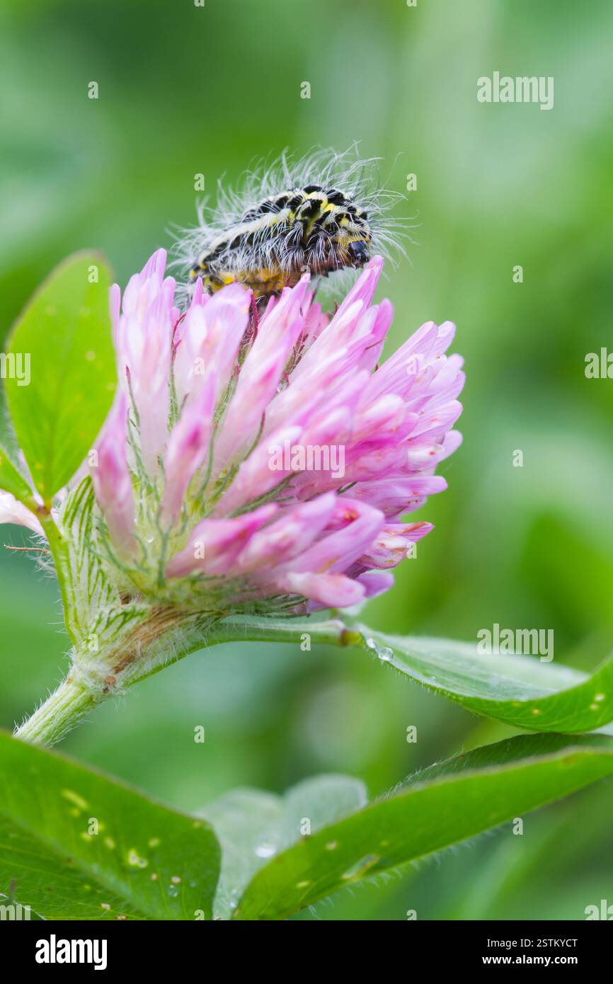 5-spot Burnet Caterpillar Stock Photo - Alamy
