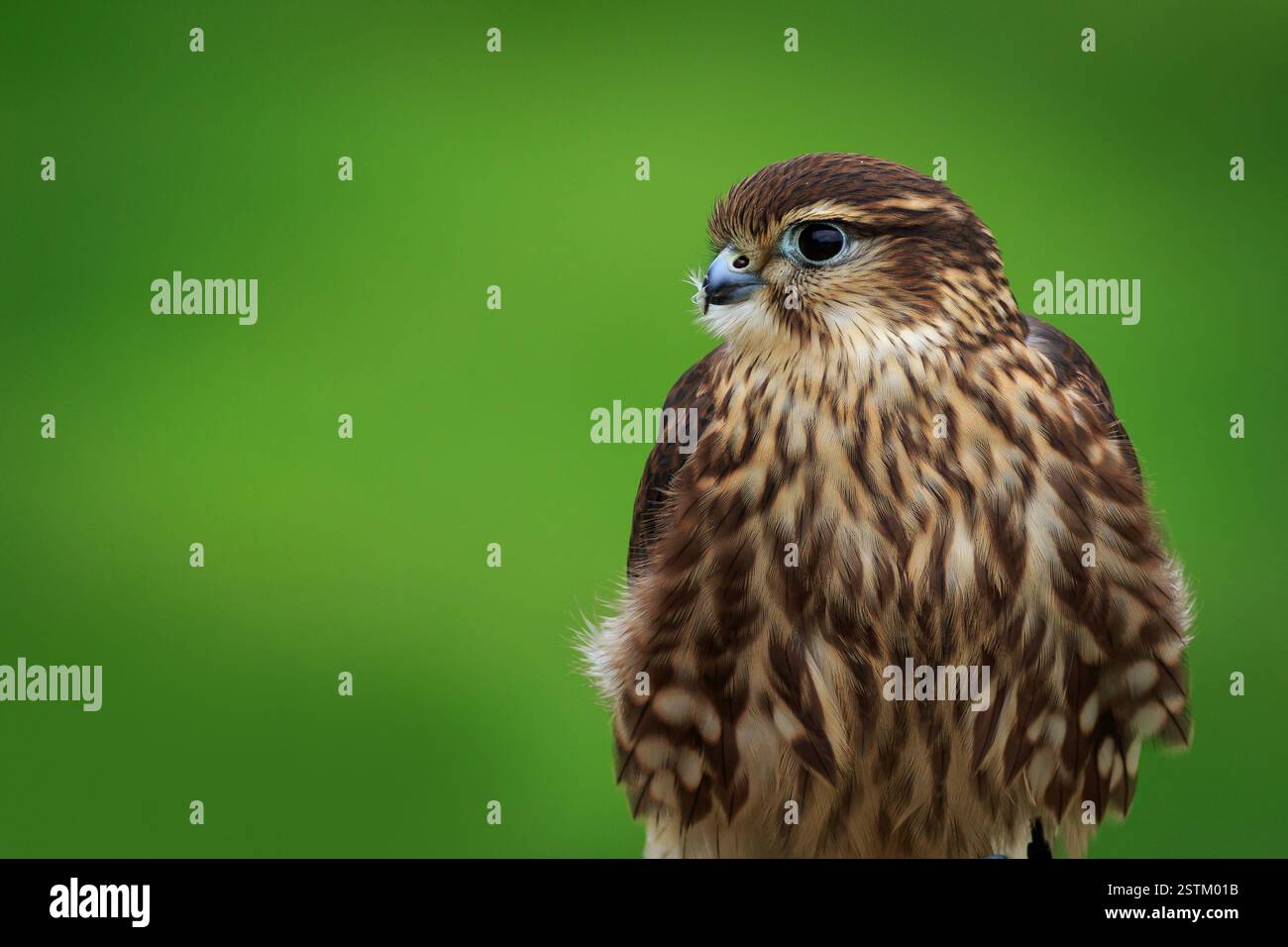 Merlin (Falco columbarius Stock Photo - Alamy