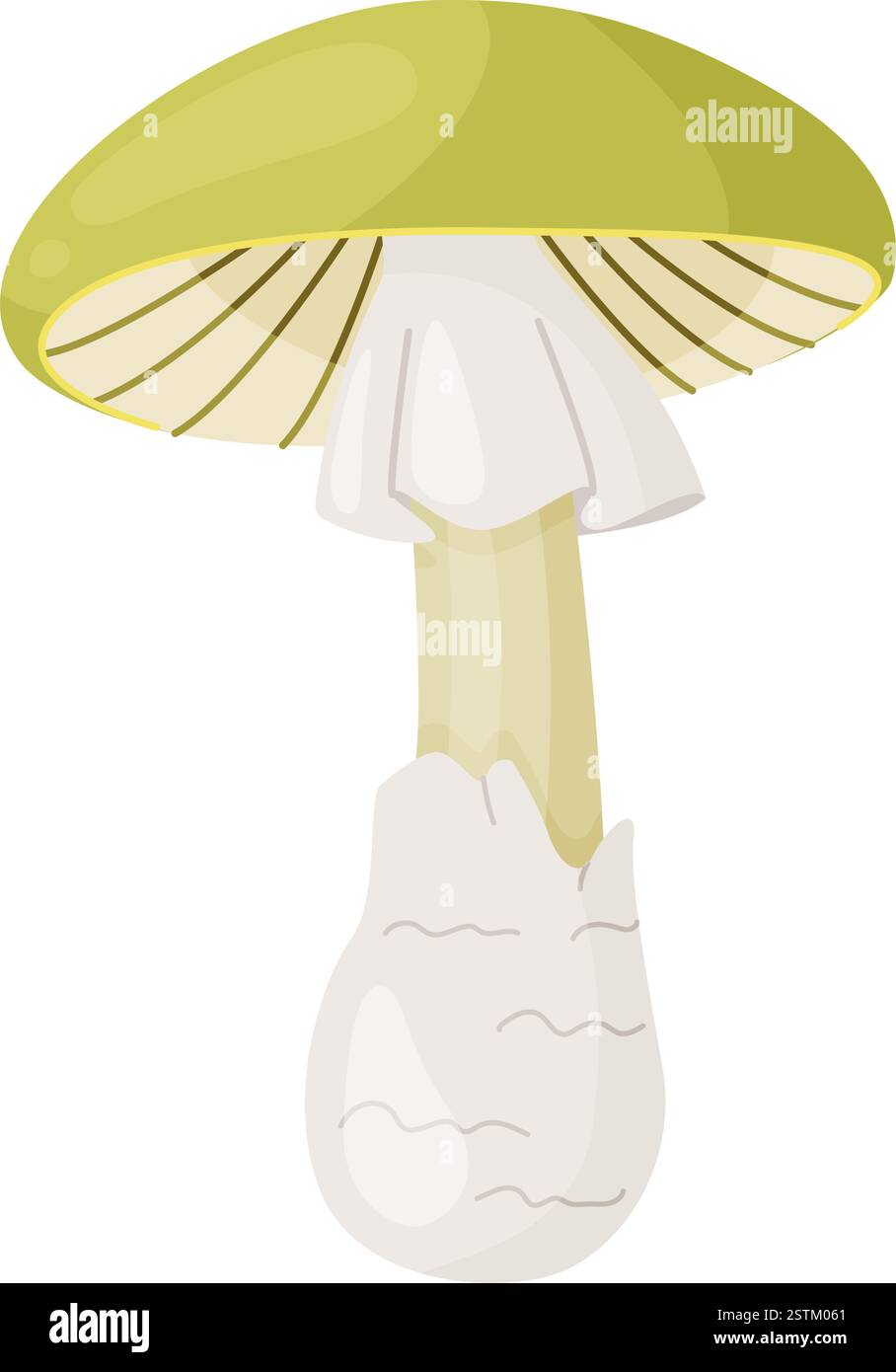 Death cap poisonous forest mushroom. Amanita phalloides Hand drawn ...