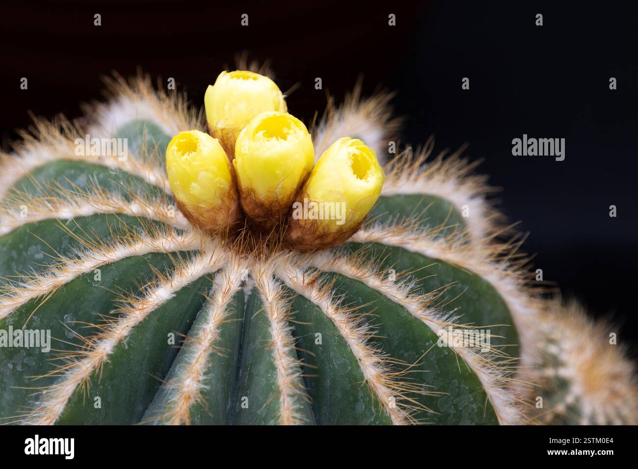 A beautiful Cactus in bloom with a yellow flower Stock Photo - Alamy