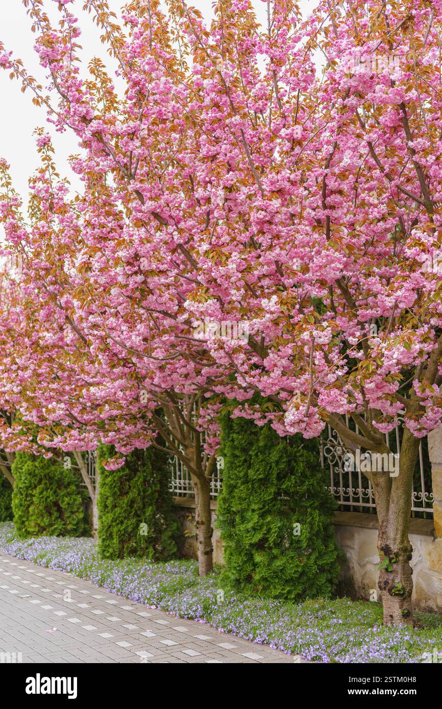 Cherry blossom, sakura trees with vibrant pink flowers and lush green ...