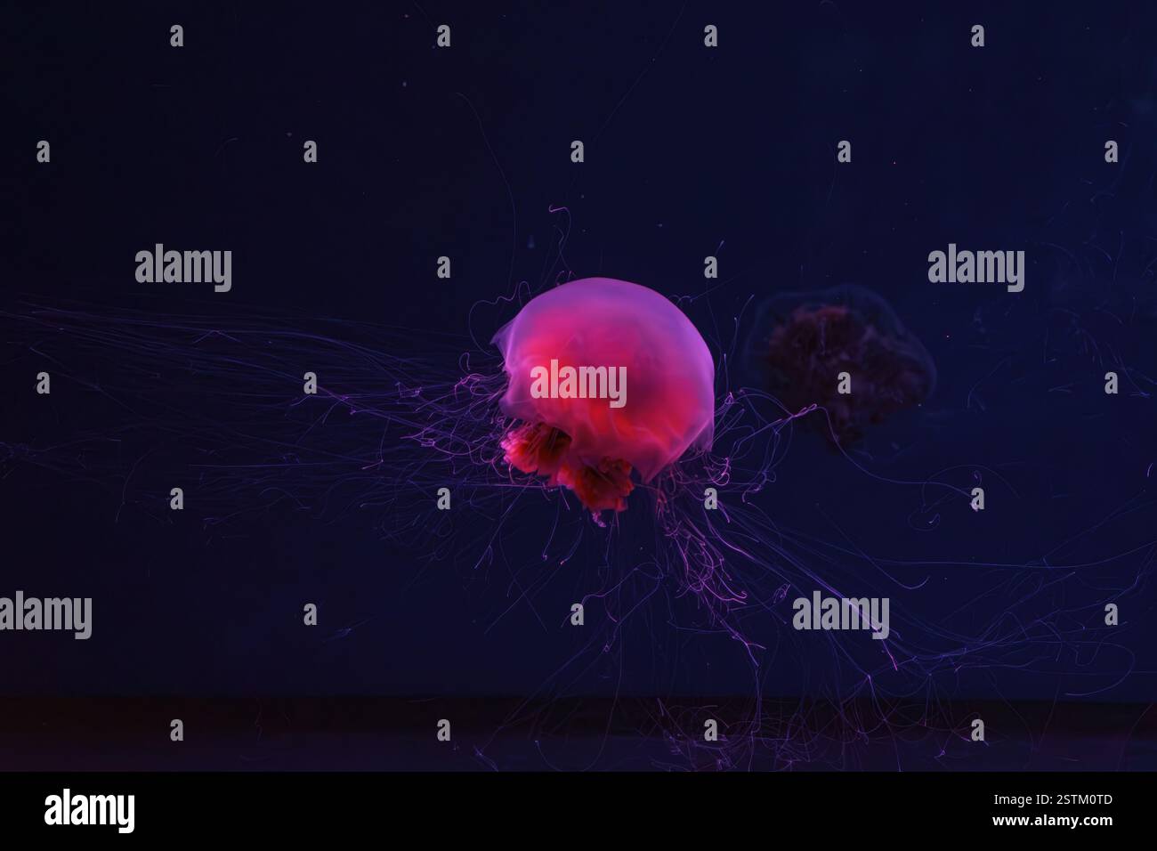 Fluorescent jellyfish swimming underwater aquarium pool with red neon ...