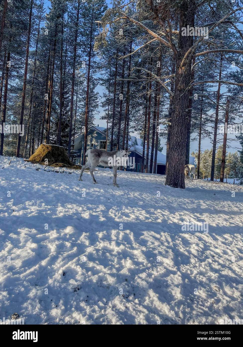 Finnish animals hi-res stock photography and images - Alamy