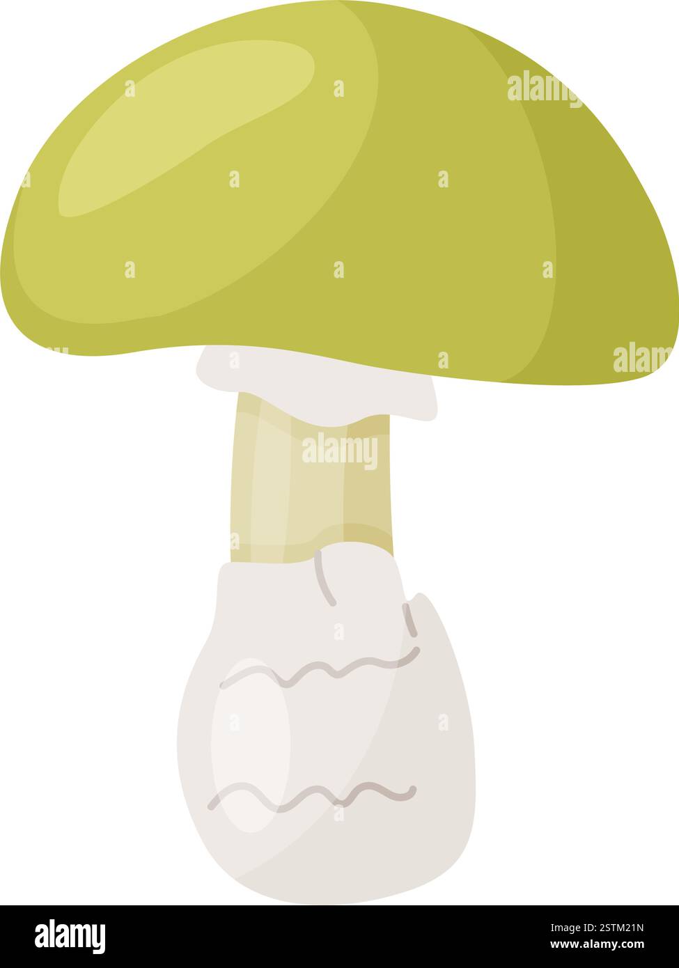 Death cap poisonous forest mushroom. Amanita phalloides Hand drawn ...