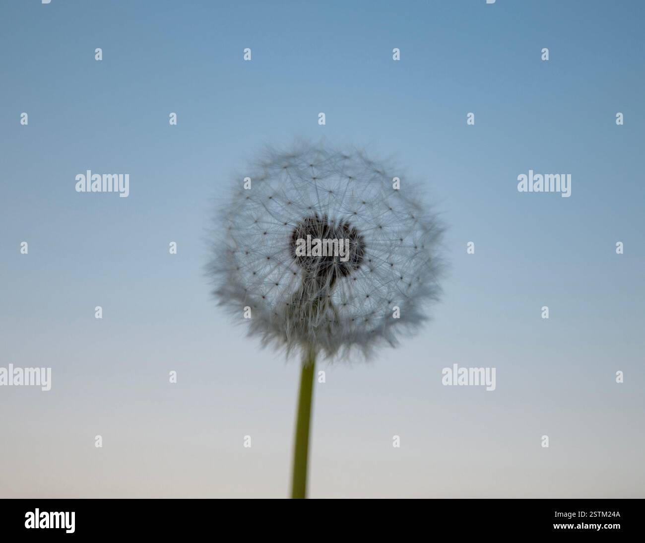 Dreams and nature hi-res stock photography and images - Alamy