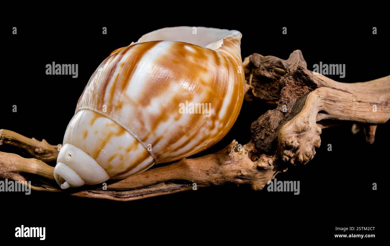 Close-up of a Giant African snail Lissachatina fulica resting on ...