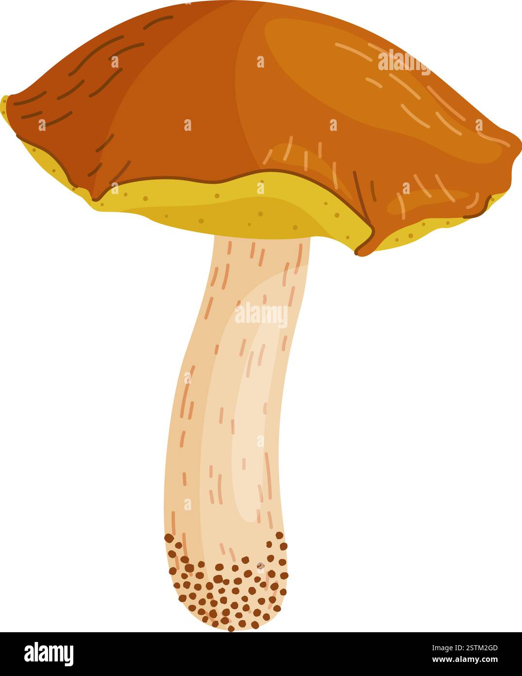 Suillus luteus, yellow mushroom. Edible forest fungus slippery jack or ...